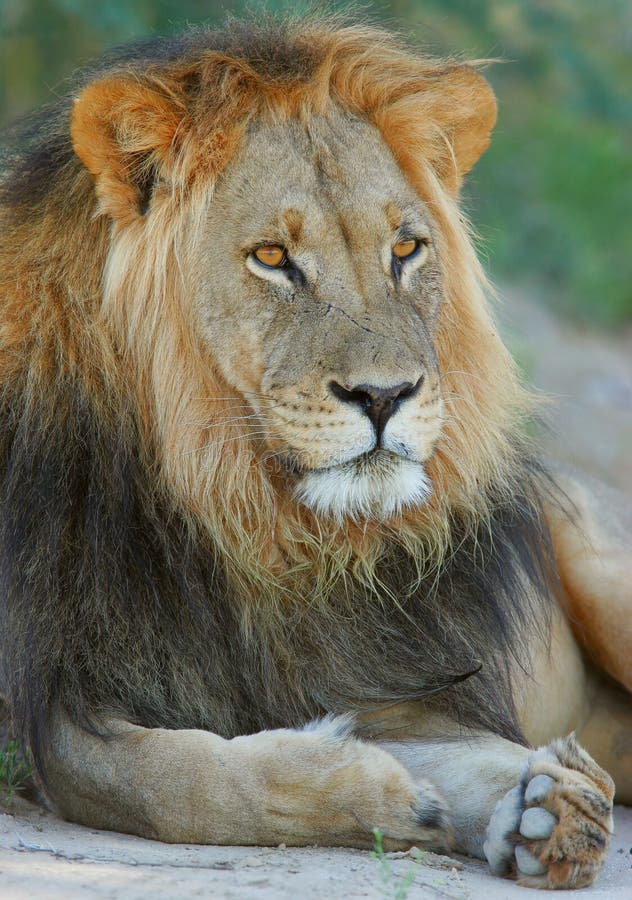 Big male lion stock photo. Image of animal, roar, hair - 1558862