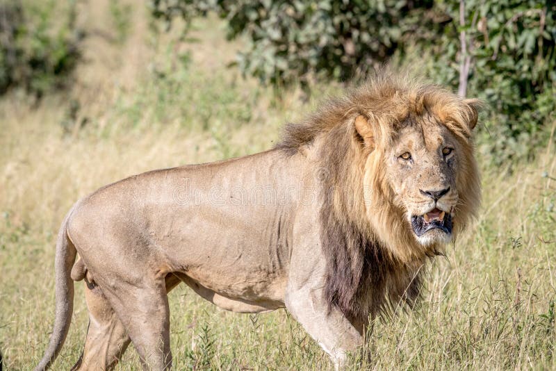 Big Male Lion Looking at the Camera. Stock Photo - Image of feline ...