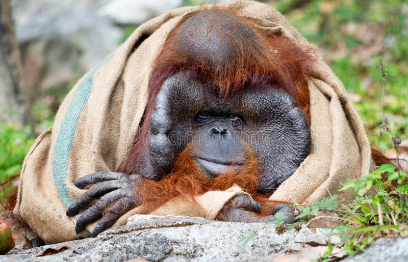 Big male orangutan stock photo. Image of adult, dominant - 138521954