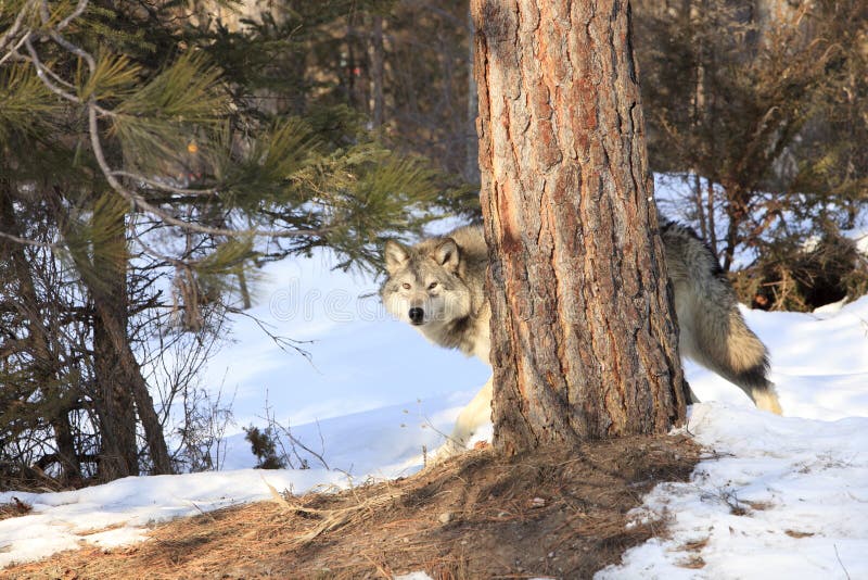 Big Male Timber Wolf Behind Tree Stock Photo - Image of animals ...