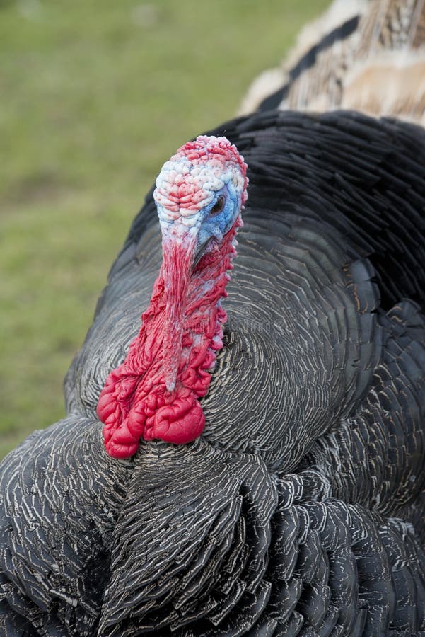 Male turkey stock photo. Image of adult, poultry, alive - 29940310