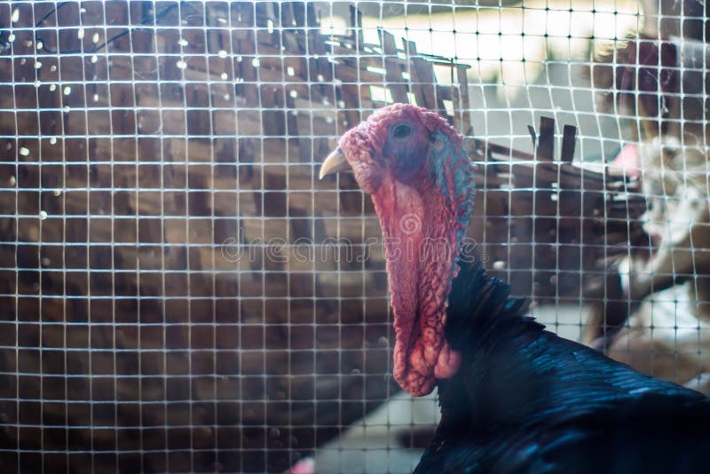 Big male turkey in a farm. stock image. Image of animal - 90235435