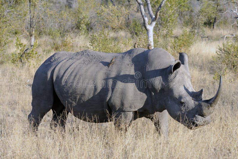 Big male white rhinoceros stock photo. Image of pachyderm - 10996470