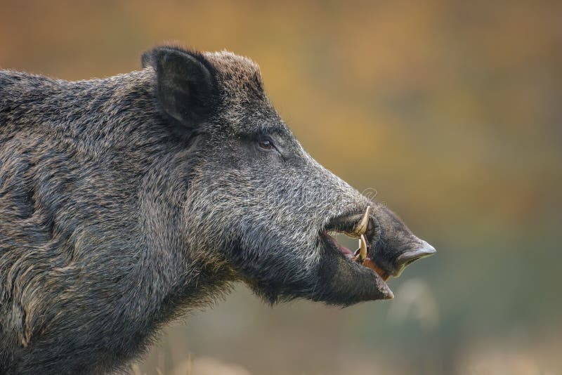 Male wild boar in the snow stock photo. Image of schwein - 26792024