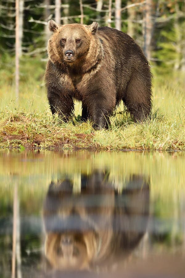 Big Male Brown Bear Serious Look Stock Image - Image of background ...