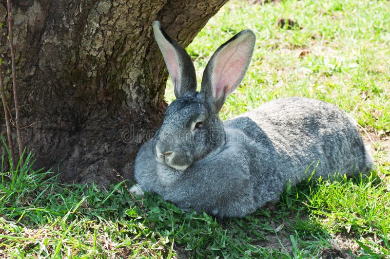 Grey big rabbit stock image. Image of grey, soft, wildlife - 13829481