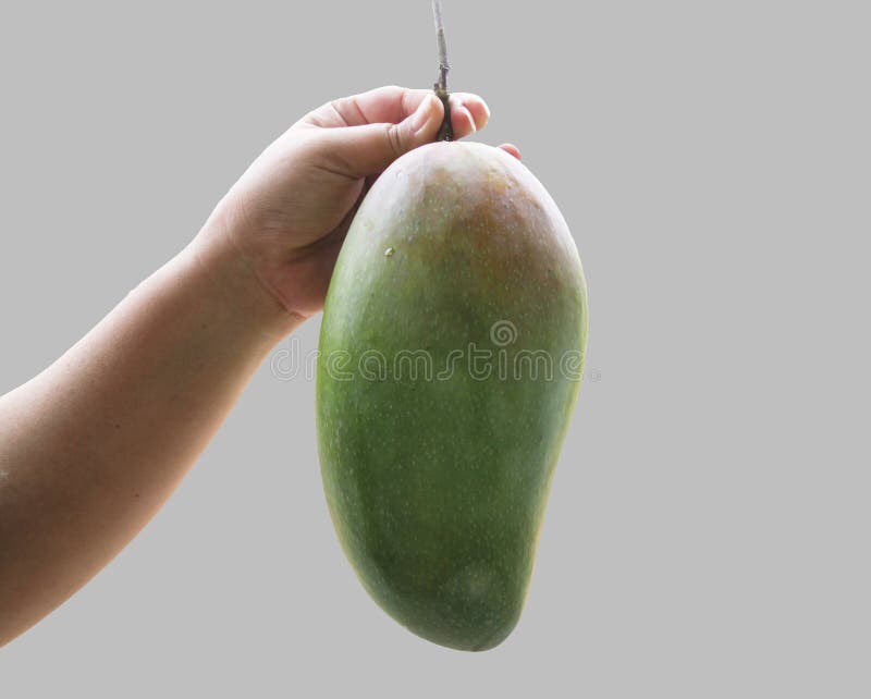 Big mango stock image. Image of peel, nature, sour, young - 70772099