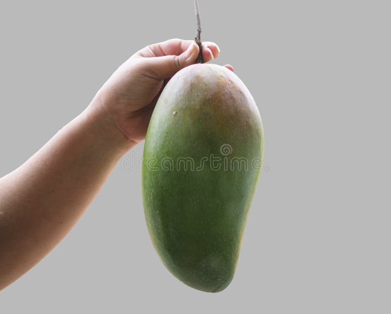 Big mango stock photo. Image of sweet, geeen, peel, nature - 70771234