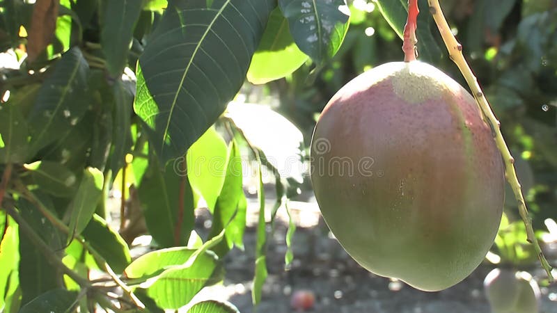 Big Mango Hanging of a Mango Tree Stock Footage - Video of fruit ...