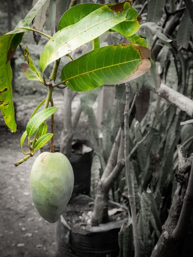 Big Mango Hanging on the Tree Stock Image - Image of health, edible ...