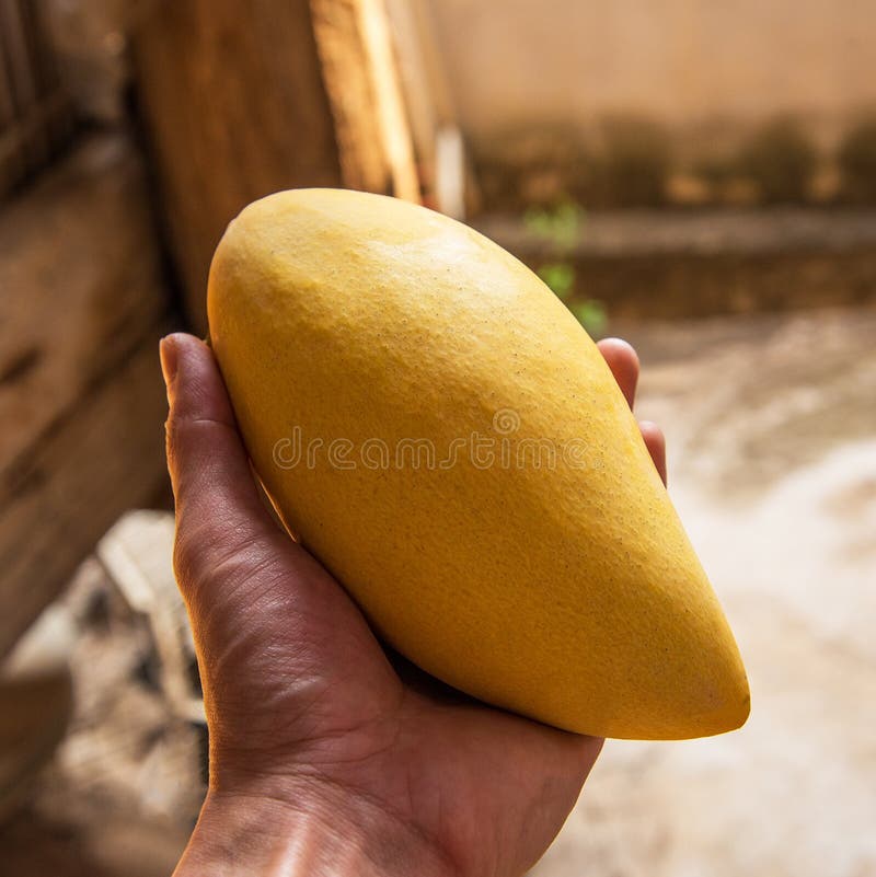 The big Mango stock photo. Image of organic, tropical - 68148440