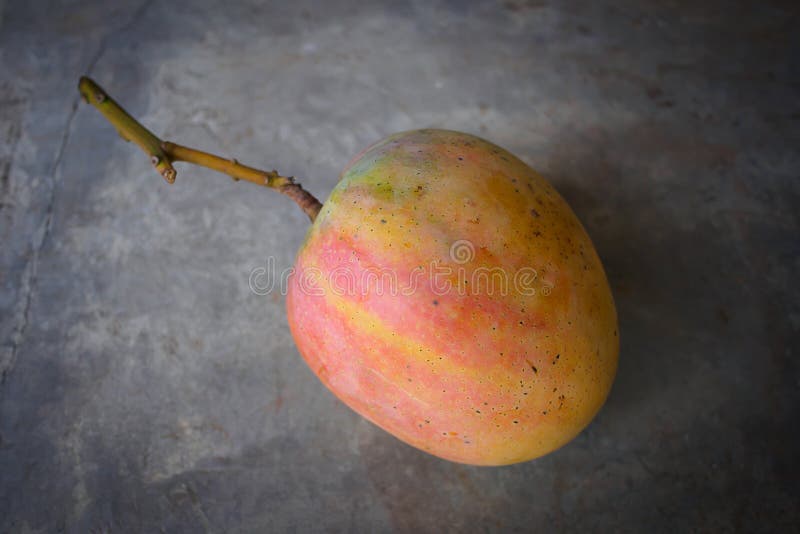 Big mango stock photo. Image of organic, plantation, pick - 54675388