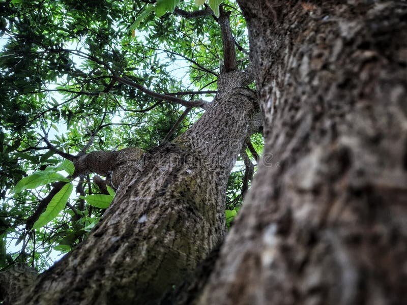 A Big Mango Tree with Bark Texture Stock Photo - Image of wildlife ...