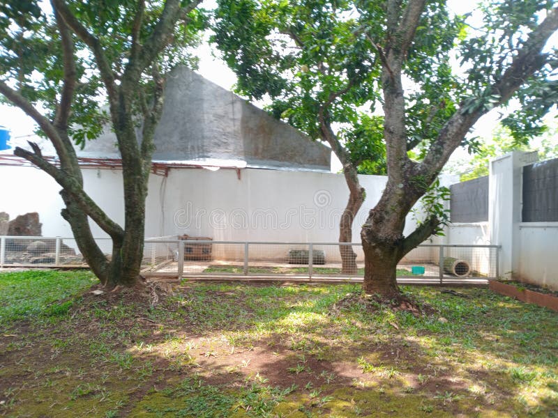 Big Mango Tree Branched Trunk Behind House Some Shade Ground Stock ...