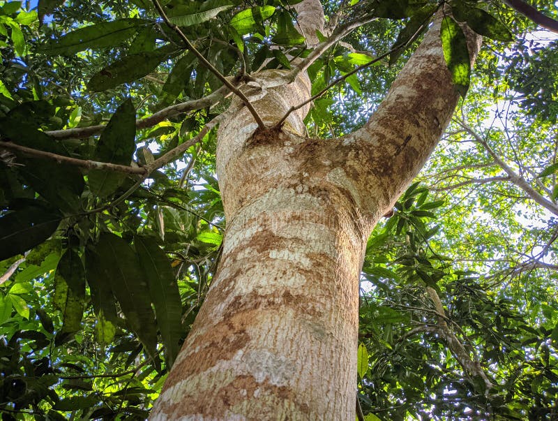 Big Mango Tree in the Forest Stock Image - Image of closeup, background ...