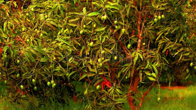 Big Mango Tree in Garden,agriculture of Mango,many Mango Fruit Hanging ...