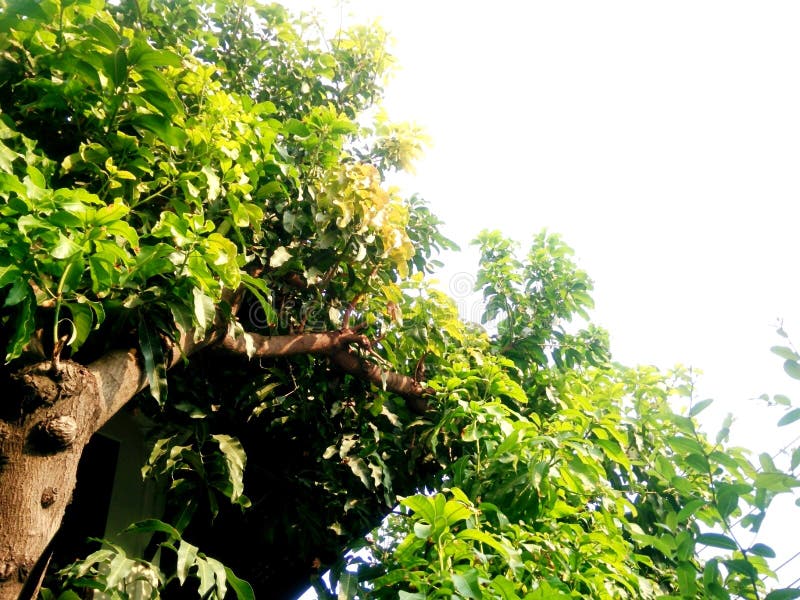 Big mango tree stock image. Image of thailand, plant - 91410895