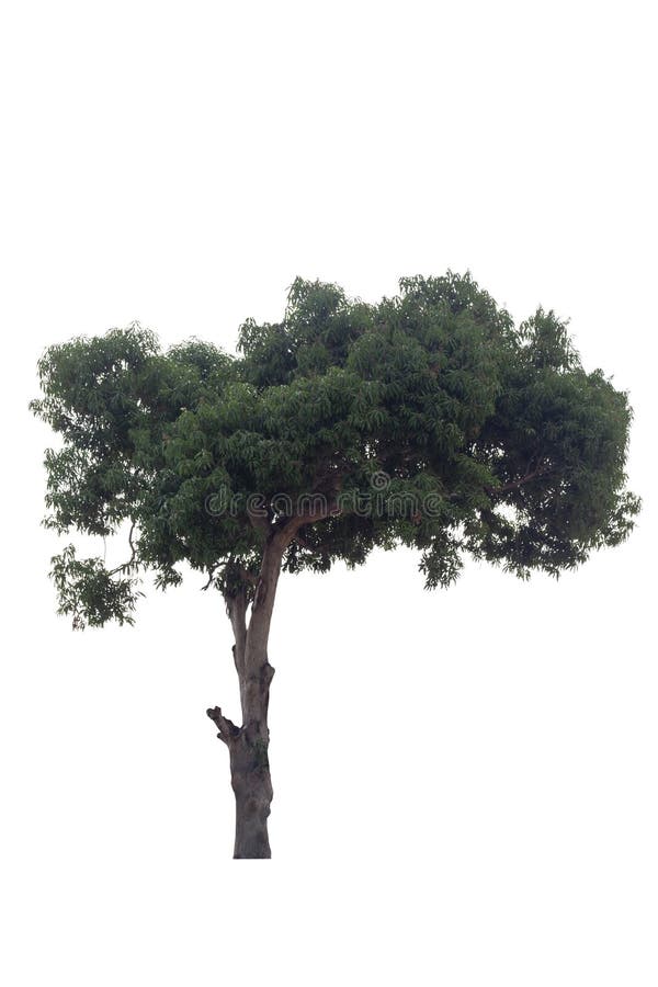 Big Mango Tree is Growing in the Garden Isolated on White Background ...