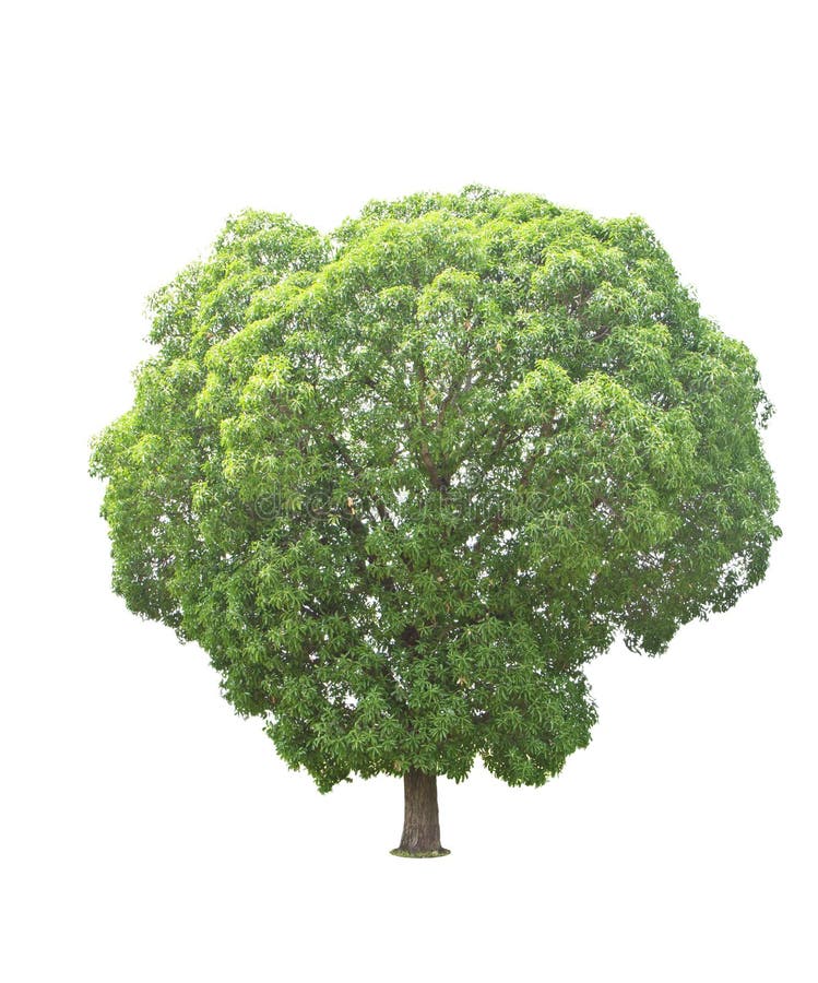 1,264 Big Mango Tree Photos - Free & Royalty-Free Stock Photos from ...