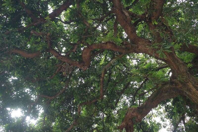 Big Mango Tree with Lush Leaves Stock Photo - Image of branch, field ...
