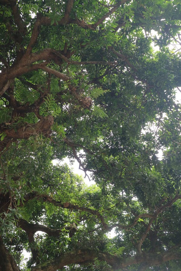 Big Mango Tree with Lush Leaves Stock Image - Image of growth, isolated ...