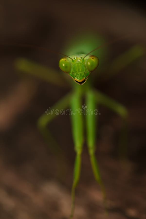 Big mantis stock image. Image of forest, flower, looking - 49439975