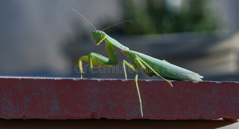 Big mantis stock photo. Image of predator, natural, color - 237179022