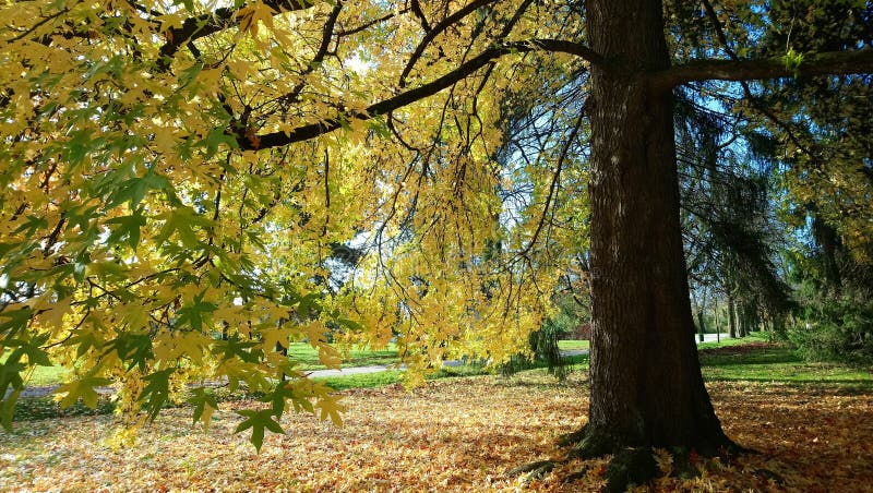 Big Maple Tree in Autumn Park Stock Photo - Image of forest, blue ...