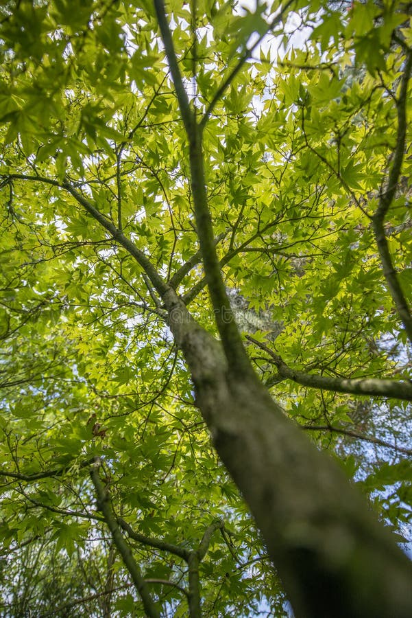 Big maple tree close up stock photo. Image of maple - 194479216