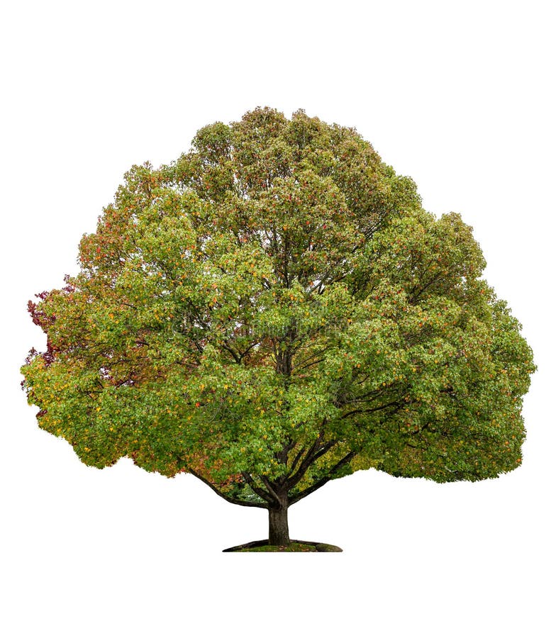 Big Maple Tree with Green, Orange Leaves on Autumn Stock Image - Image ...