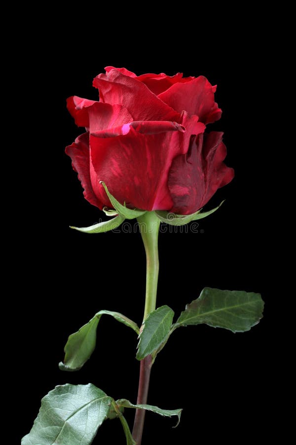 Big Marbled Red Rose on Black Background. Closeup Stock Image - Image ...