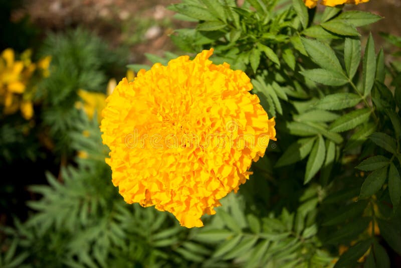 Big Marigold flower stock image. Image of seed, food - 101536719