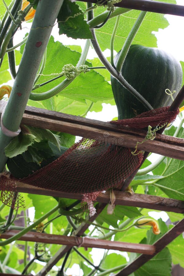 Big marrow ripe in net stock photo. Image of gardening - 25018424