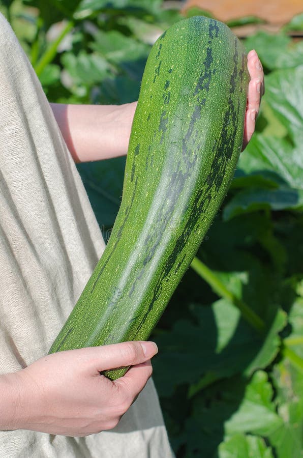 Big marrow squash stock image. Image of food, nutrition - 32575181