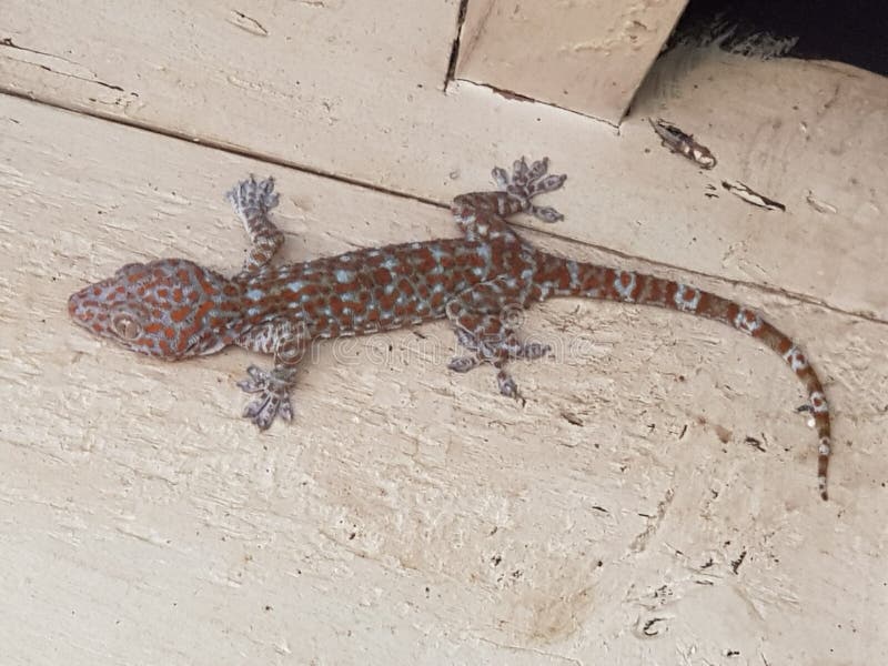 A big master lizzard stock image. Image of lizard, frog - 183591807