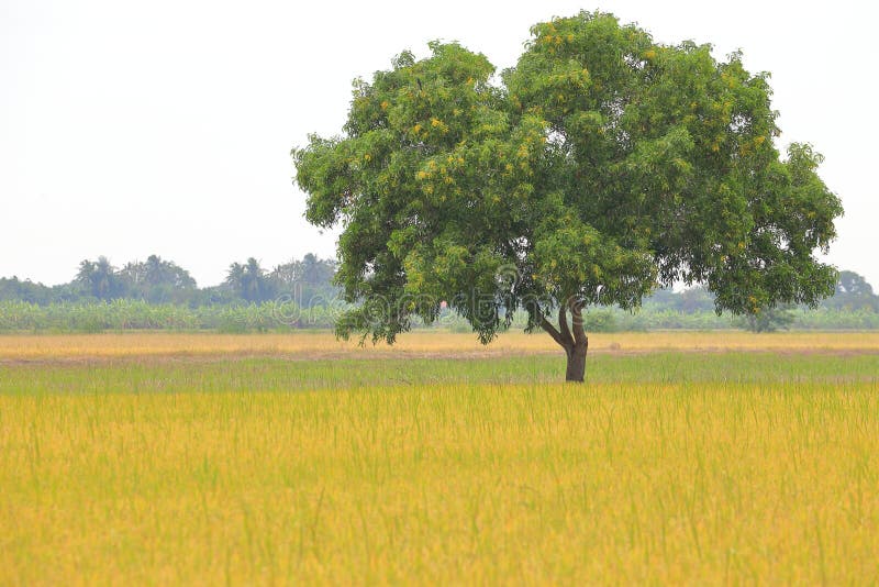 Big Mature Stand Alone Tree on the Golden Meadow Field Stock Photo ...