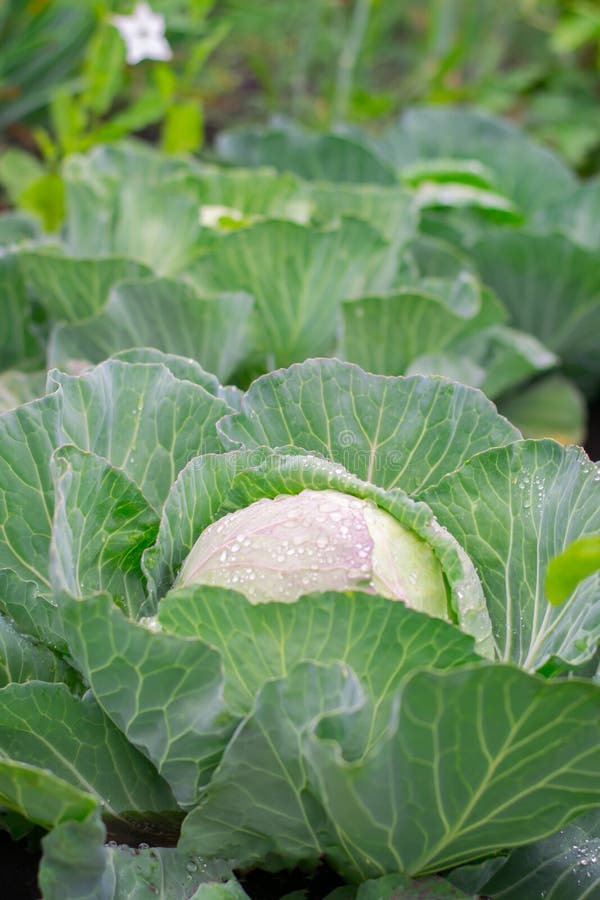 Big Matured Cabbage in the Garden, Harvesting Period Stock Image ...