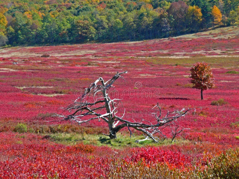 Big Meadow in the Fall, Shenandoah Stock Image - Image of skyline ...