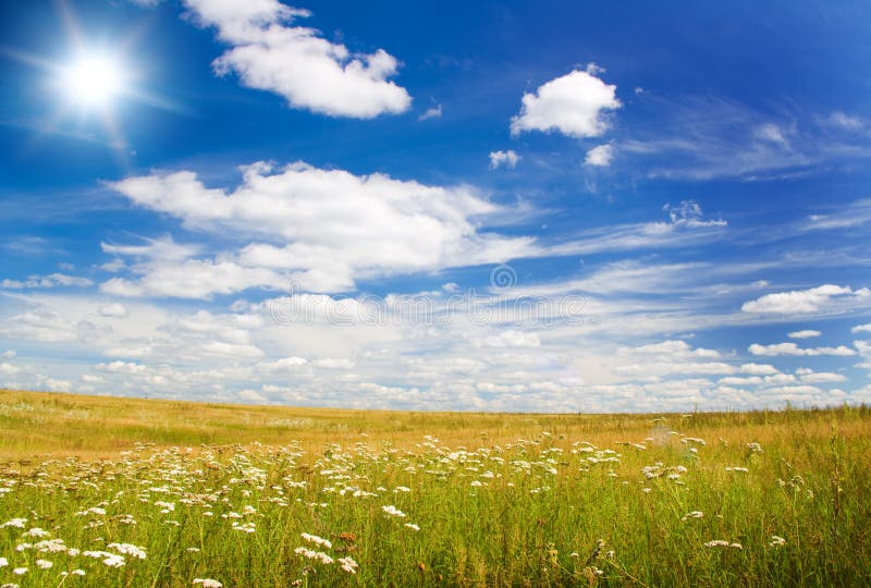 Big meadow of flowers. stock photo. Image of nature, color - 20964792