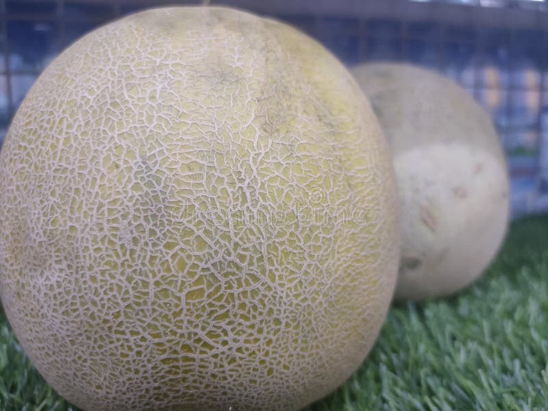 A Big melon stock image. Image of yummy, fruit, melon - 215740627