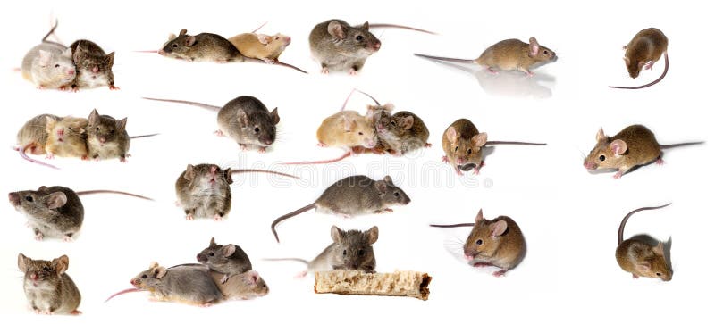 Mice collection stock image. Image of macro, hairy, pest - 12576077