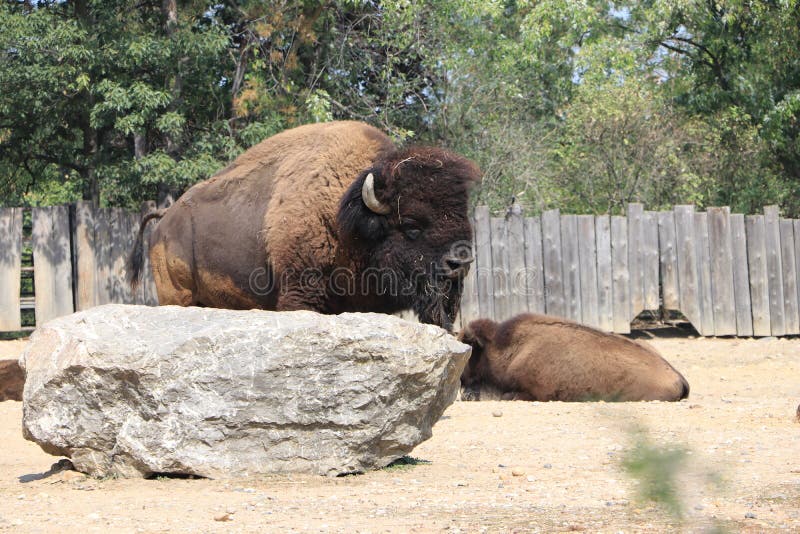 Herd of Bison in the Pasture Stock Photo - Image of mighty, aurochs ...