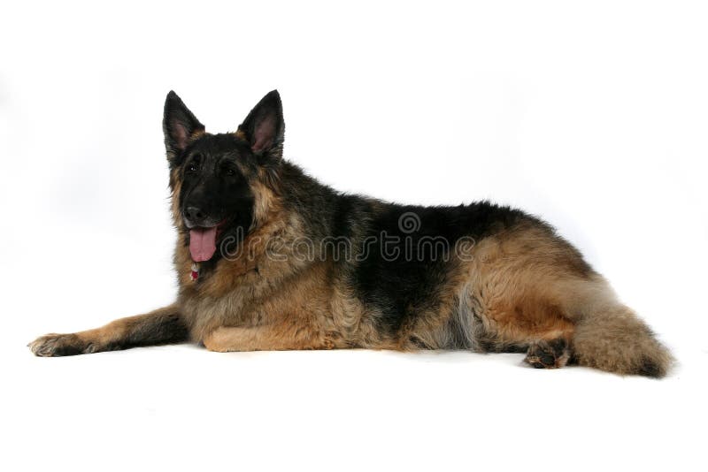 Big Mixed Breed Dog Laying On Stomach Picture. Image: 7992650