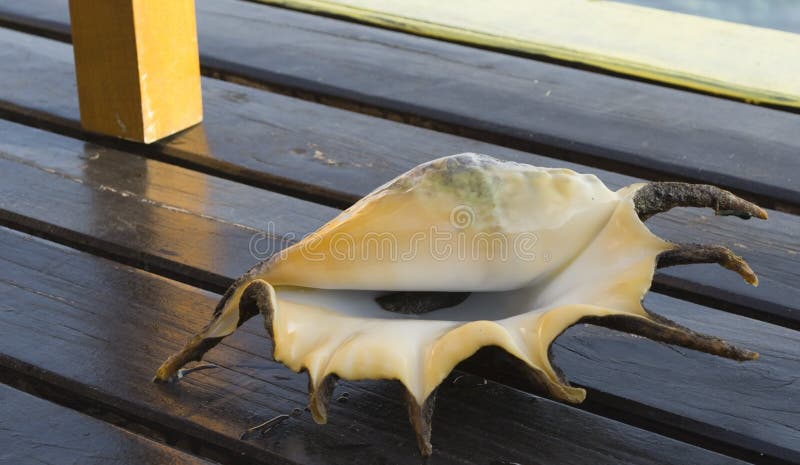 Big mollusc stock photo. Image of nature, coral, tropical - 20841068