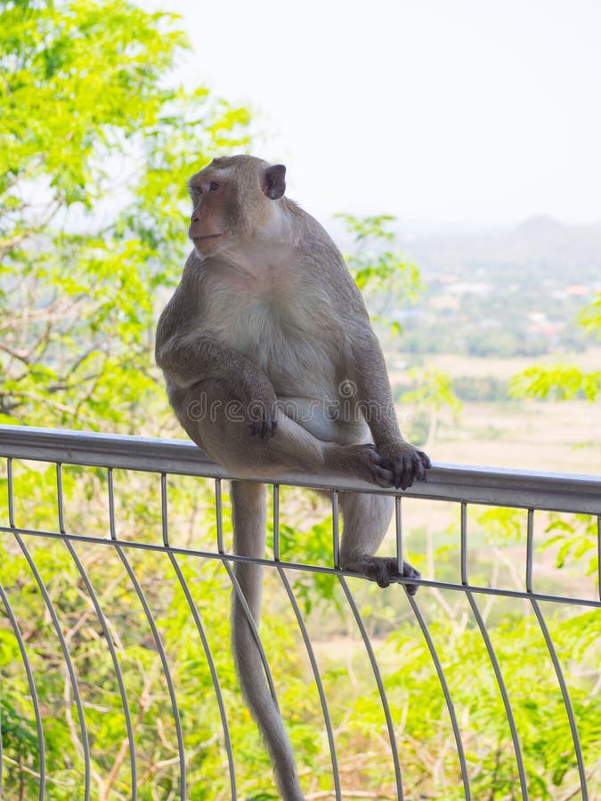 Big Mom Asian Monkey Sit on the Rail Bridge Stock Photo - Image of love ...