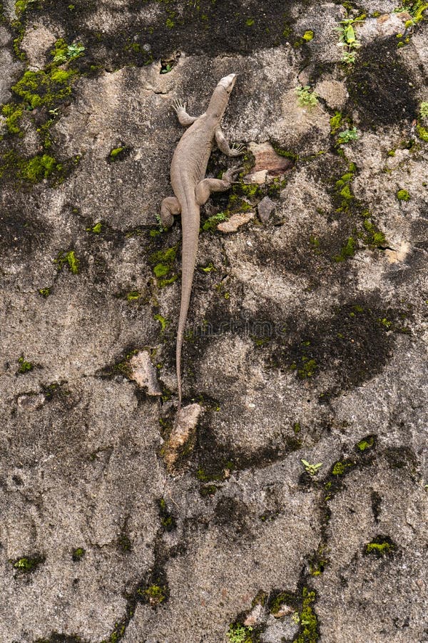 Big Monitor Lizard Scrambles on a Stone Wall Stock Image - Image of ...