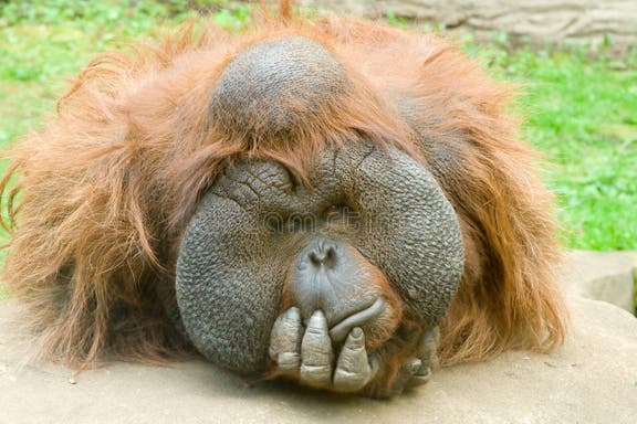 Big monkey stock photo. Image of captive, forest, intelligence - 3500730