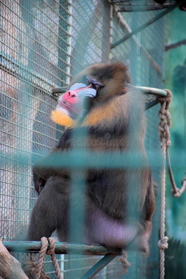 Big Monkey in the Aviary of the Zoo Stock Image - Image of odessa, tail ...