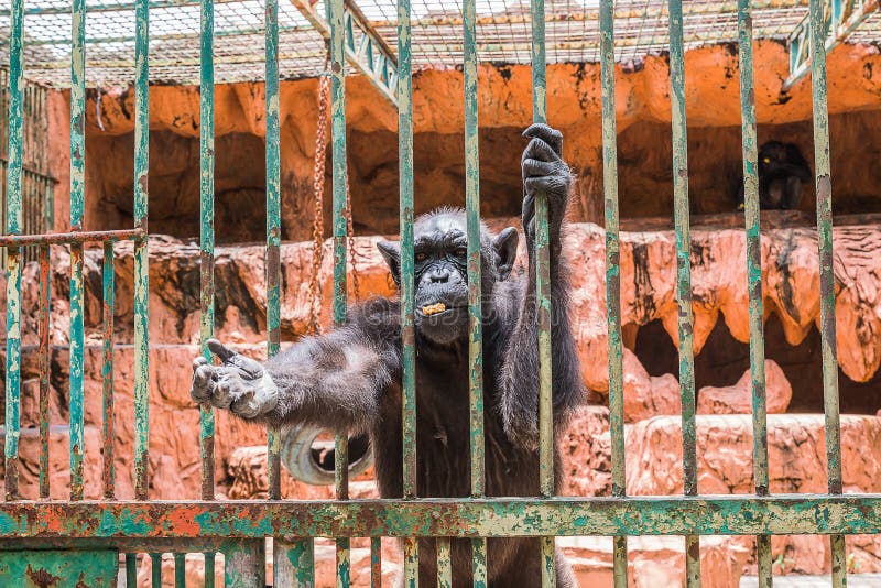Big monkey in cage stock image. Image of camera, gulag - 96314415