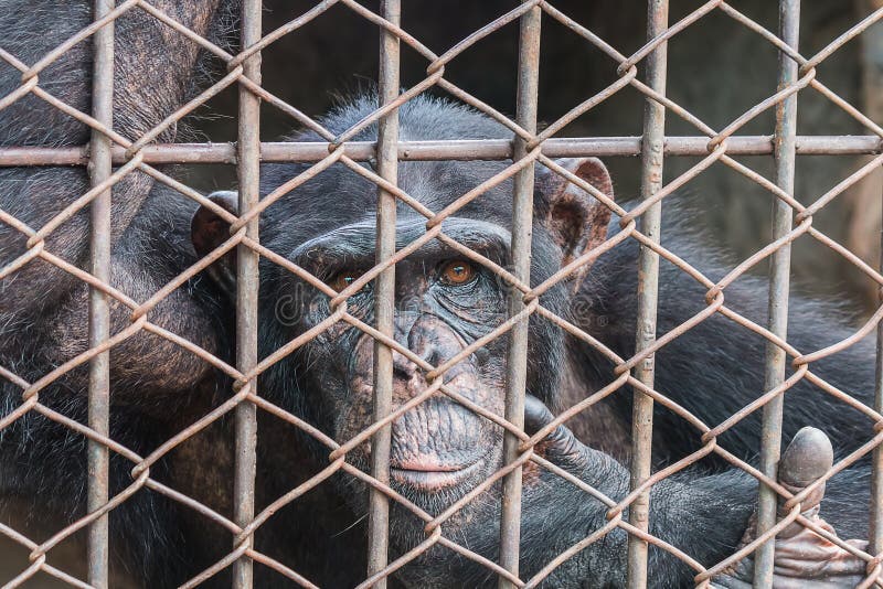Big monkey in cage stock image. Image of camera, gulag - 96314415